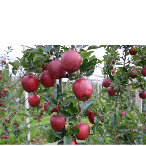 Exhibitor Products | The Saudi Food Show 2024